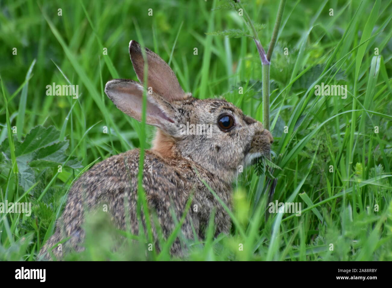 Wild rabbit in field eating Stock Photo - Alamy