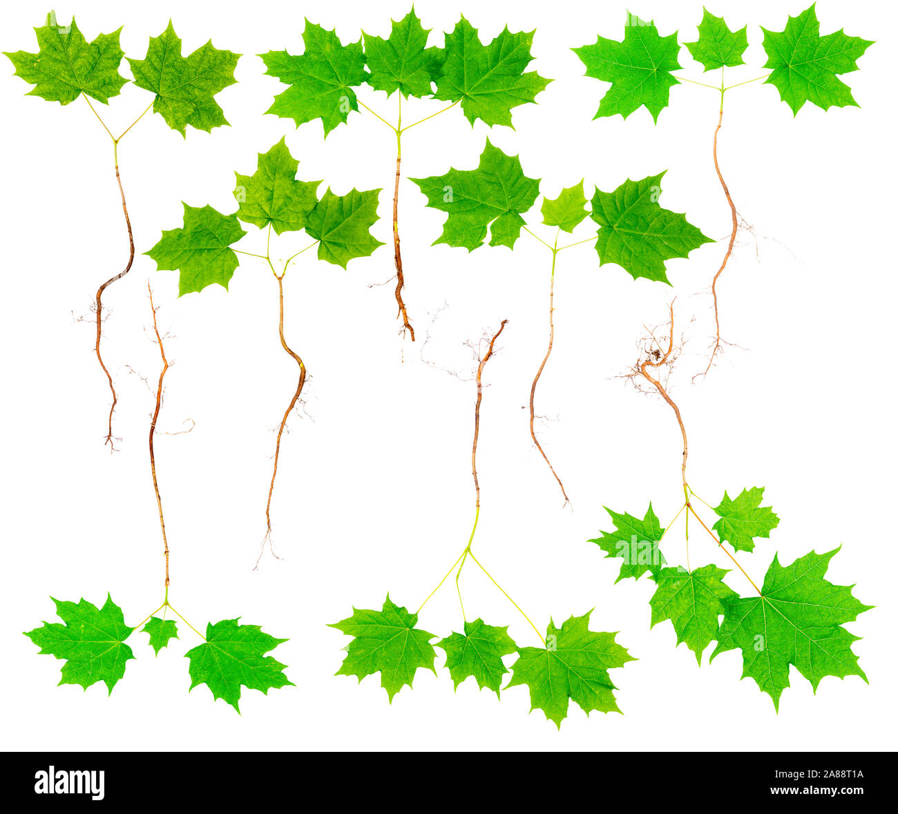 Collection of young maple tree with roots isolated on white background ...