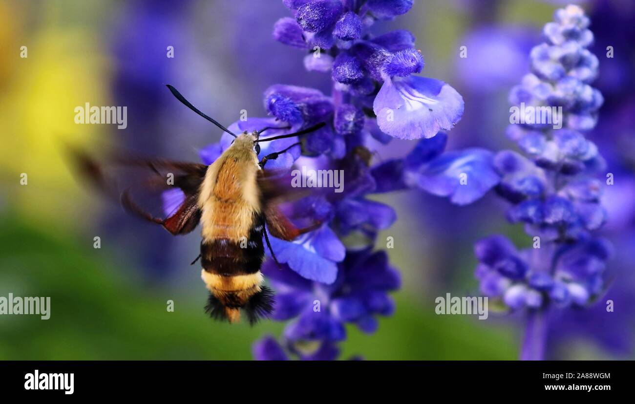 The hummingbird clearwing,Hemaris thysbe commonly known as hawk moth ...