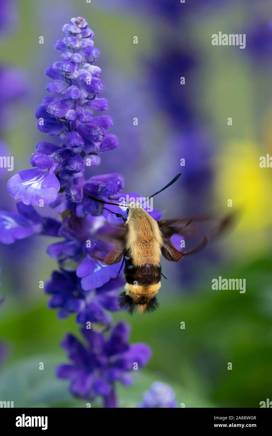 The hummingbird clearwing,Hemaris thysbe commonly known as hawk moth ...