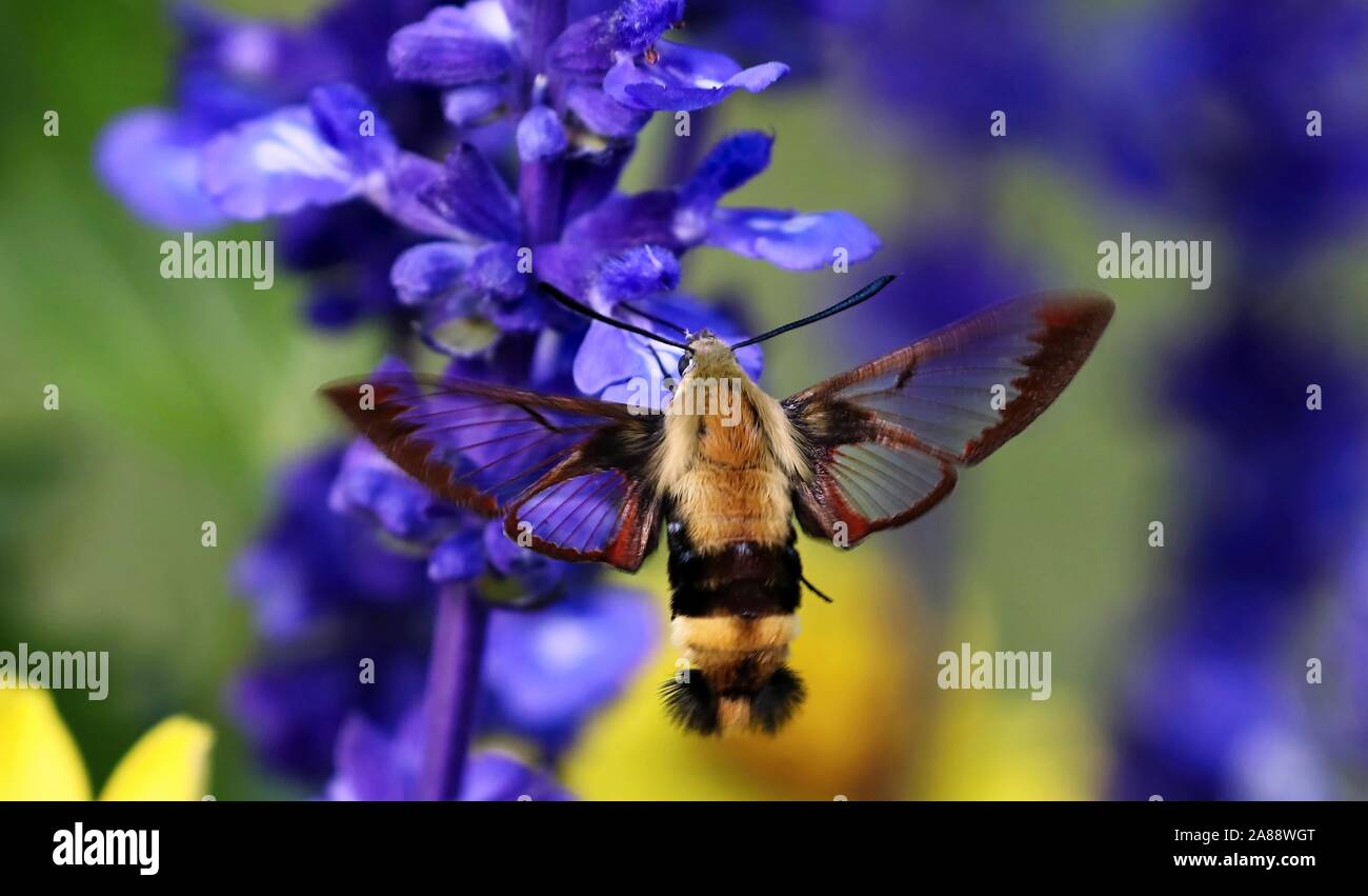 The hummingbird clearwing,Hemaris thysbe commonly known as hawk moth ...