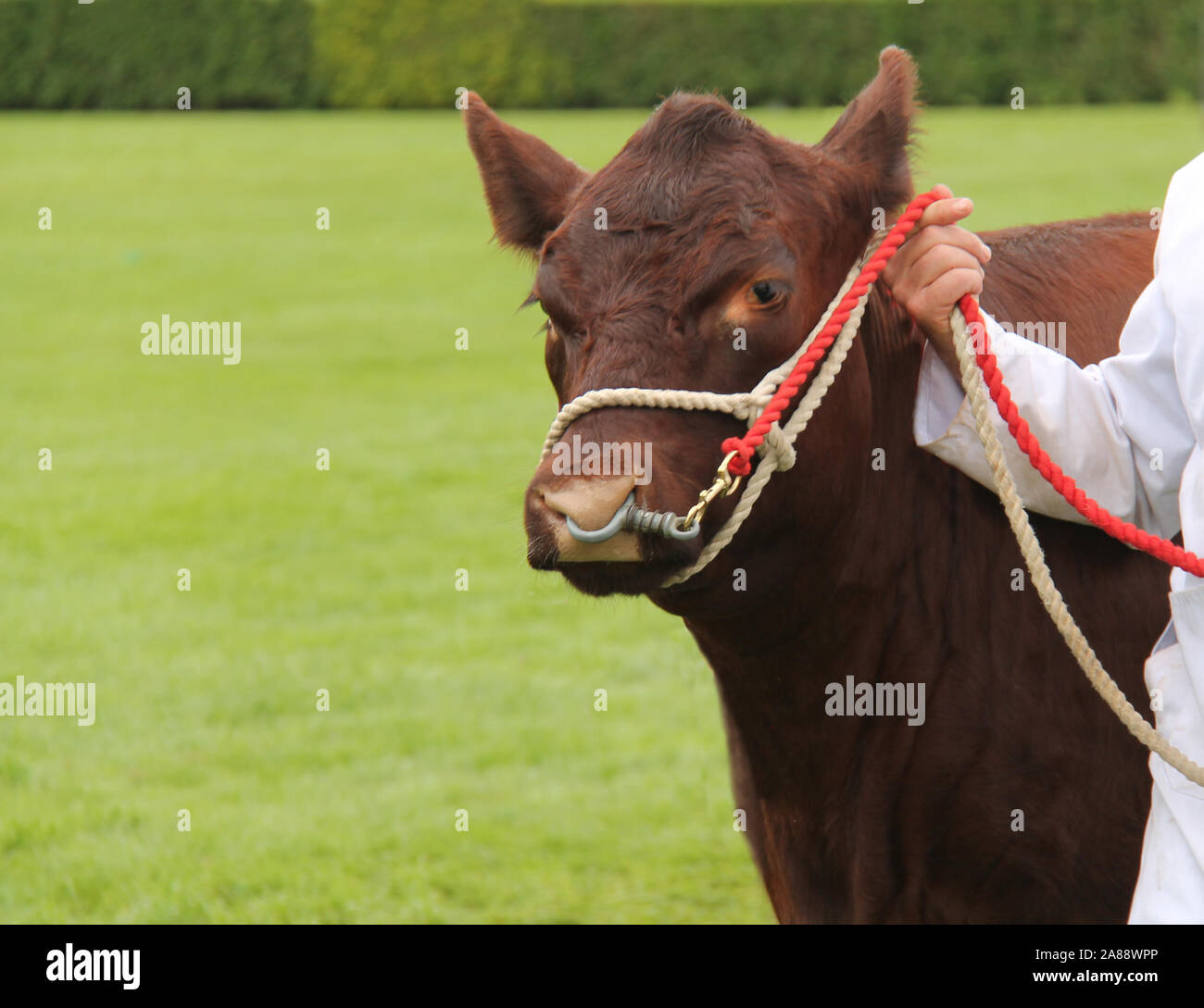 A Prize Winning Lincoln Red Farm Cattle Animal Stock Photo - Alamy