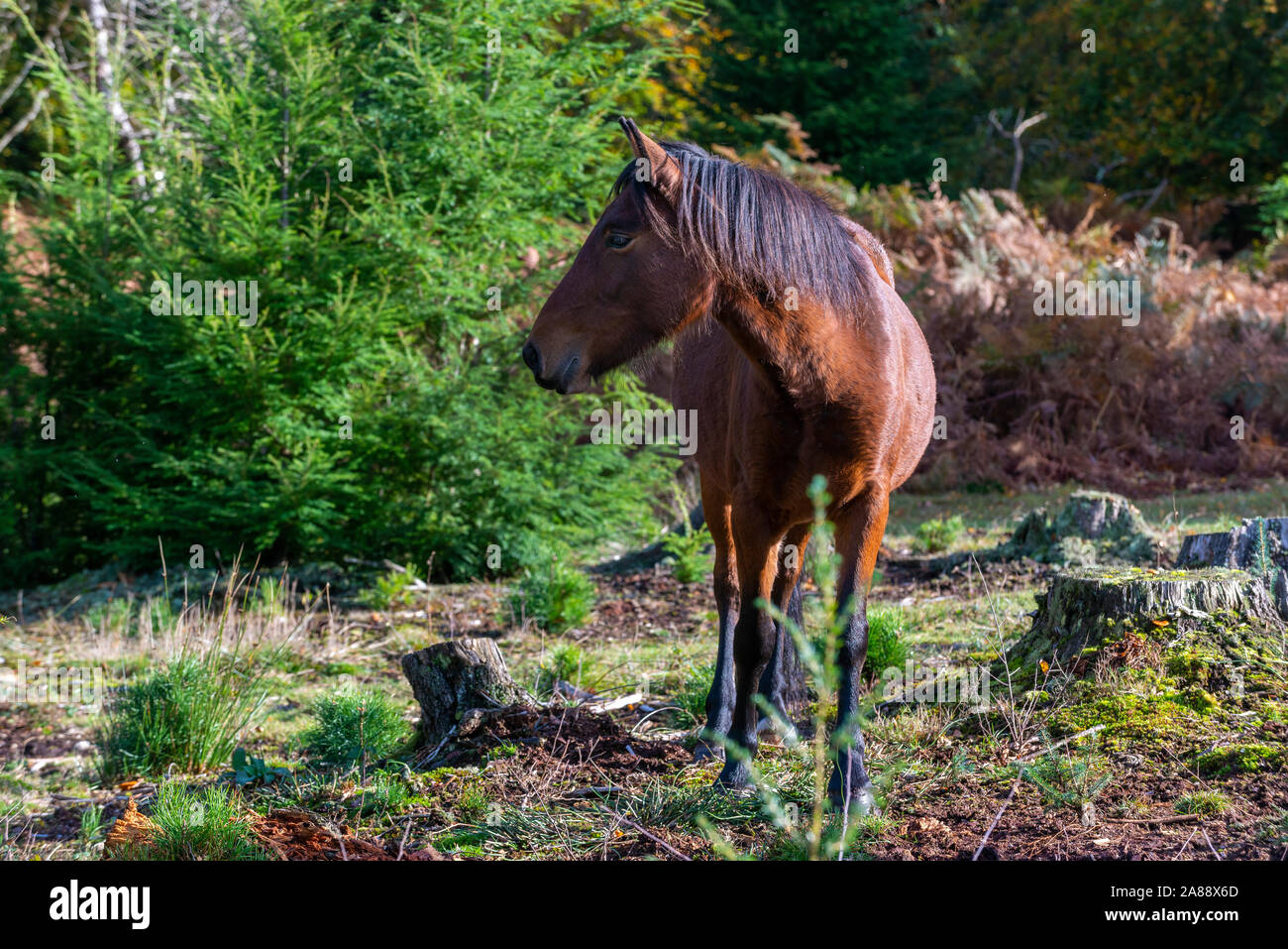 The New Forest pony is one of the recognised mountain and moorland or ...