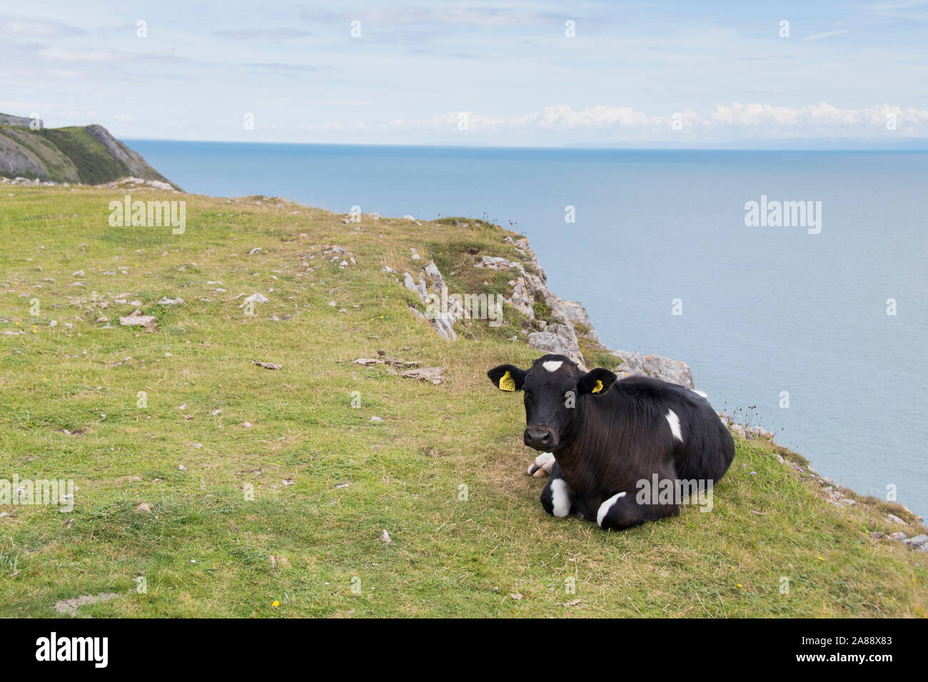 A cow lies on a cliff overlooking the sea, The Gower, Wales Stock Photo ...