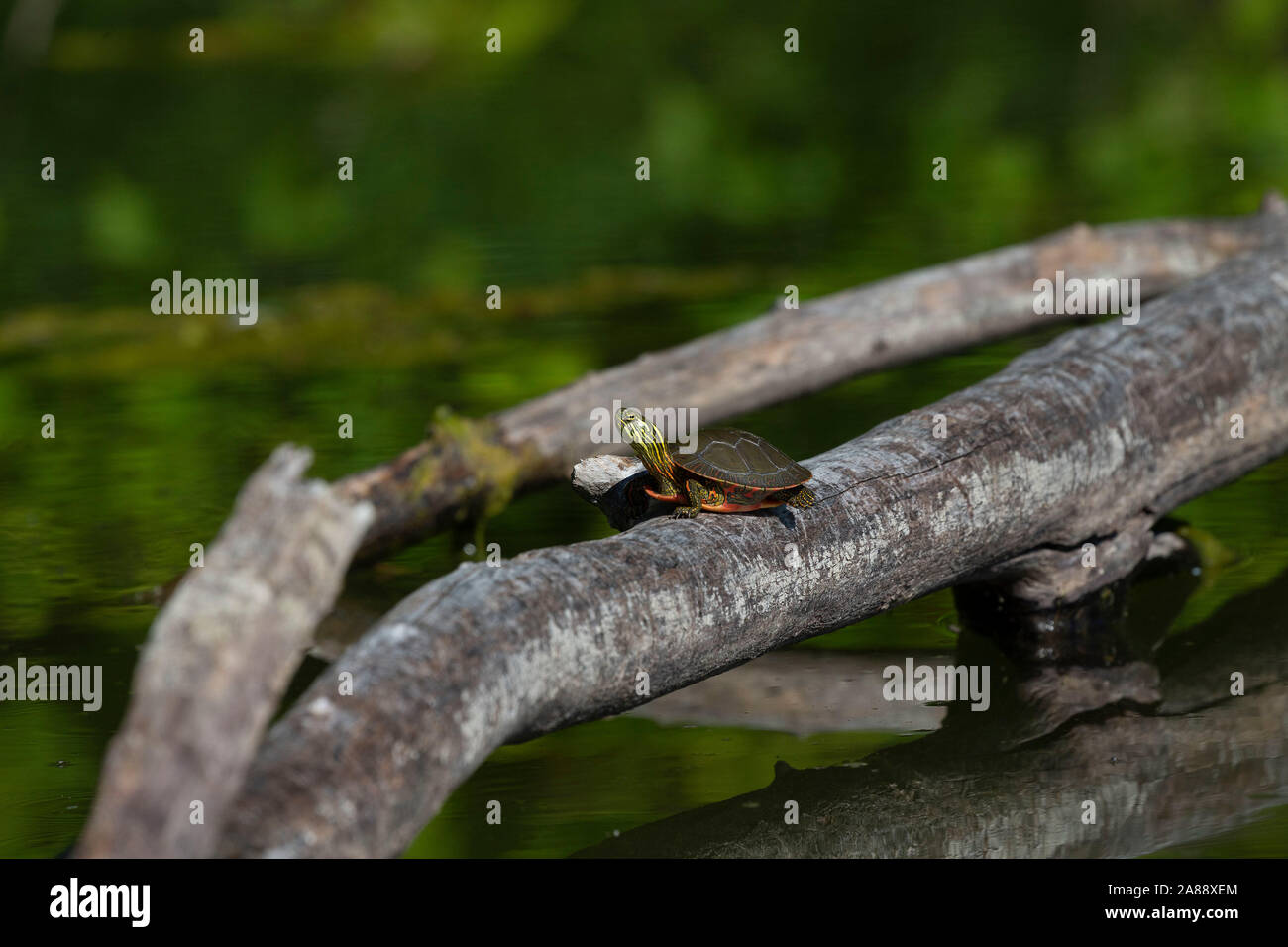 The painted turtle (Chrysemys picta) is native turtle of north america ...