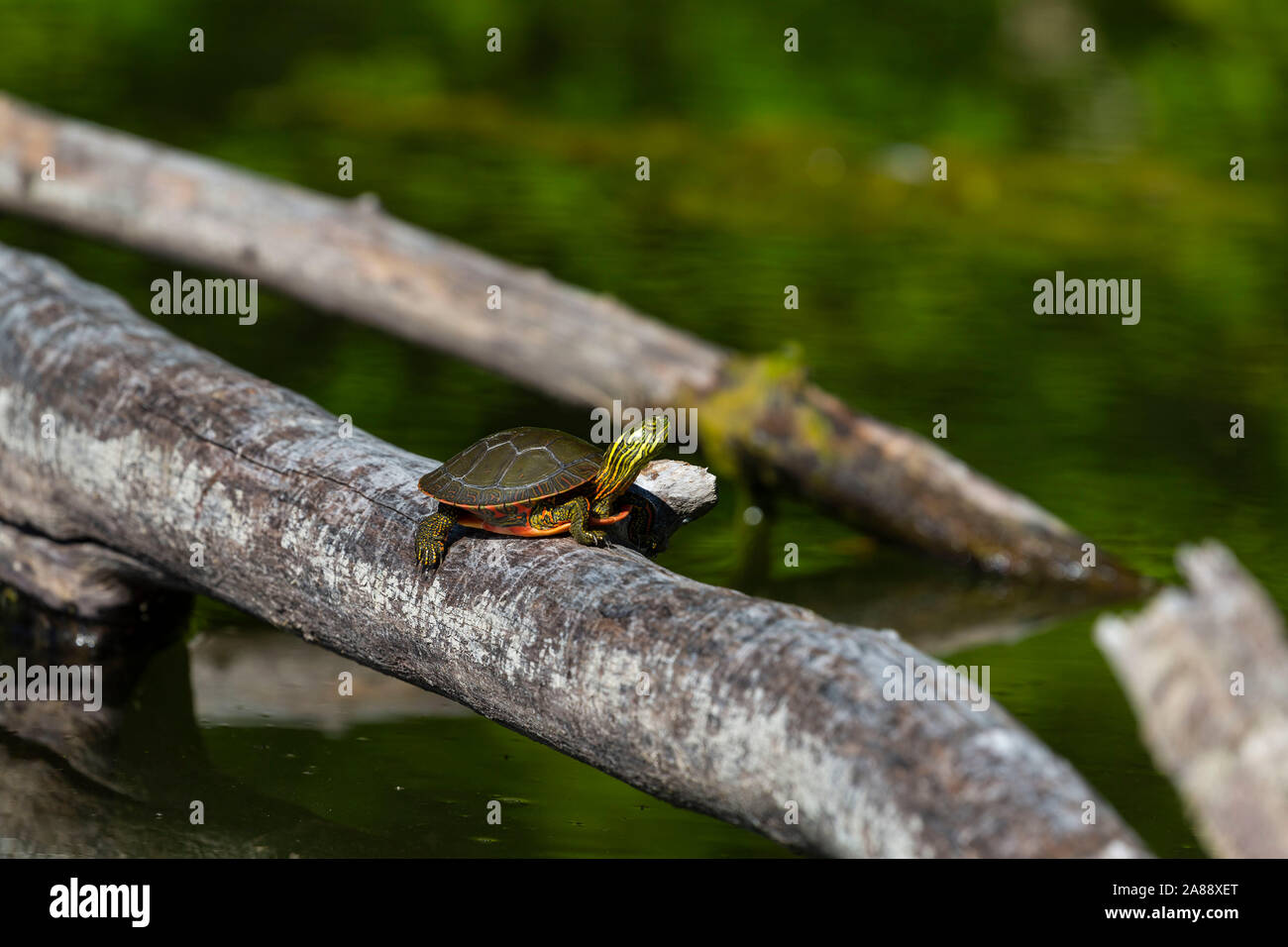 The painted turtle (Chrysemys picta) is native turtle of north america ...