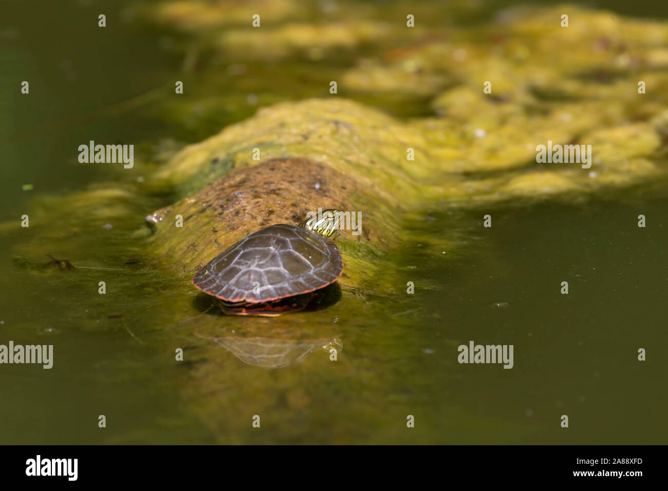 The painted turtle (Chrysemys picta) is native turtle of north america ...