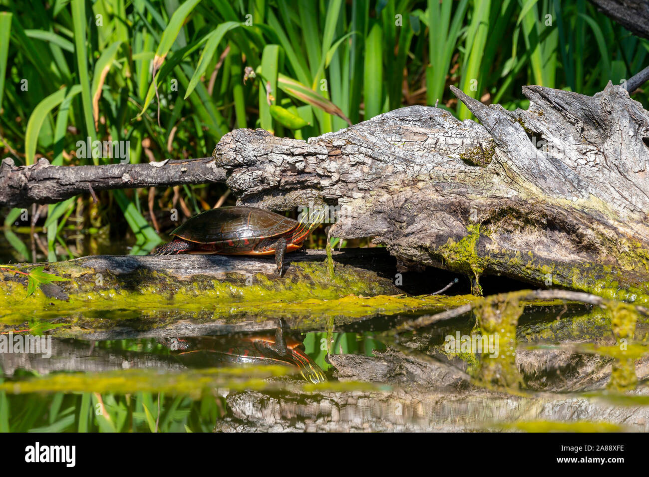 The painted turtle (Chrysemys picta) is native turtle of north america ...