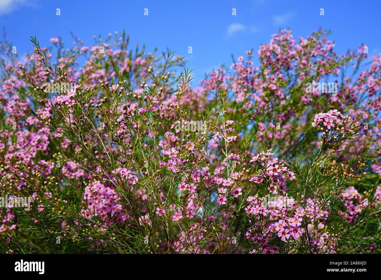 Pink waxflowers (Chamelaucium) growing on a shrub Stock Photo - Alamy