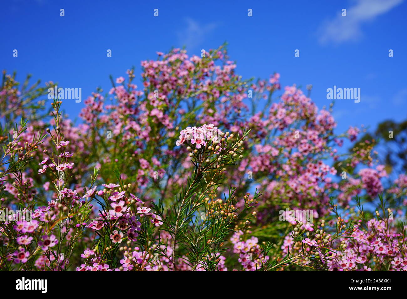 Pink waxflowers (Chamelaucium) growing on a shrub Stock Photo - Alamy