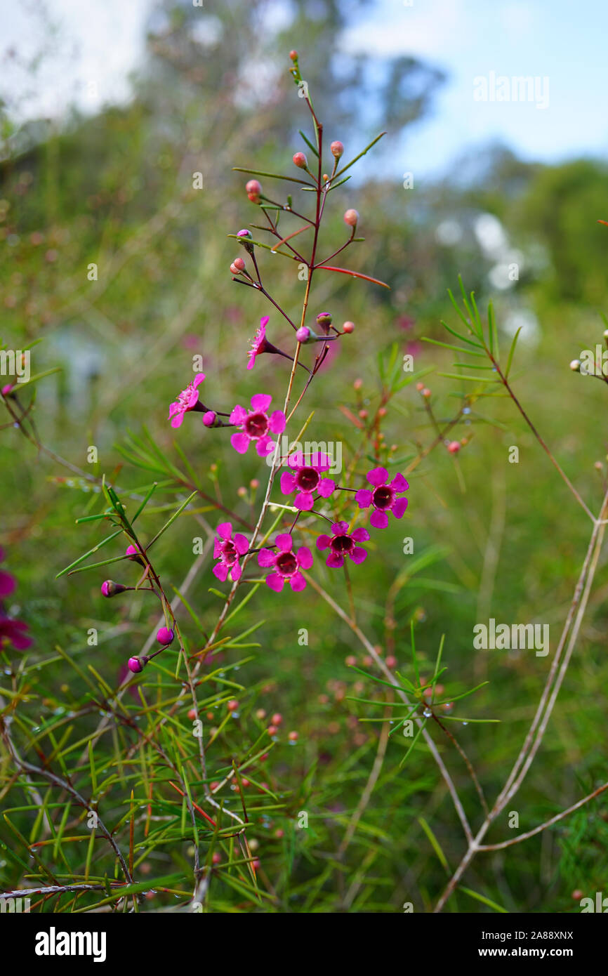 Pink waxflowers (Chamelaucium) growing on a shrub Stock Photo - Alamy