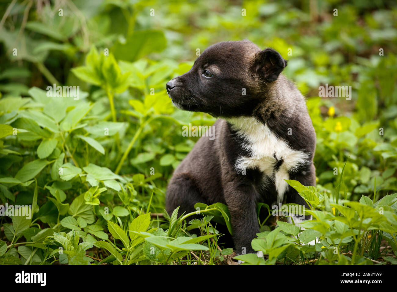 Young puppy dog photographed outdoors Stock Photo - Alamy