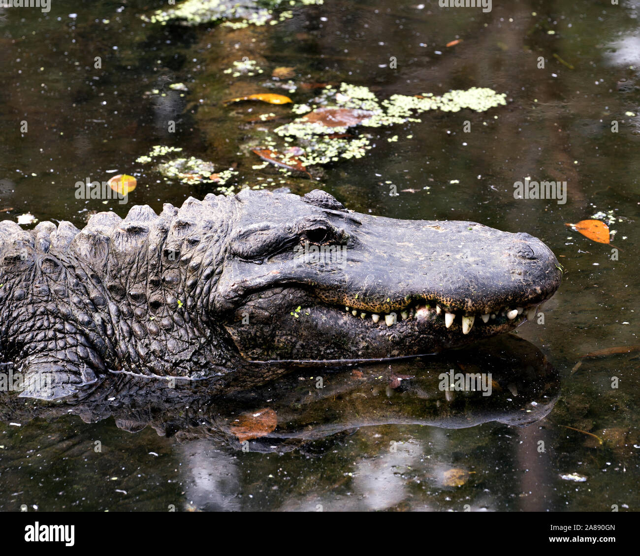 Alligator in the water exposing its head, teeth, nose, eyes, and ...