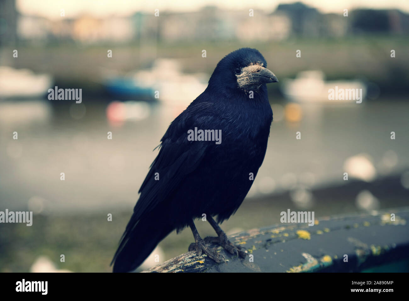 Crow on boat hi-res stock photography and images - Alamy