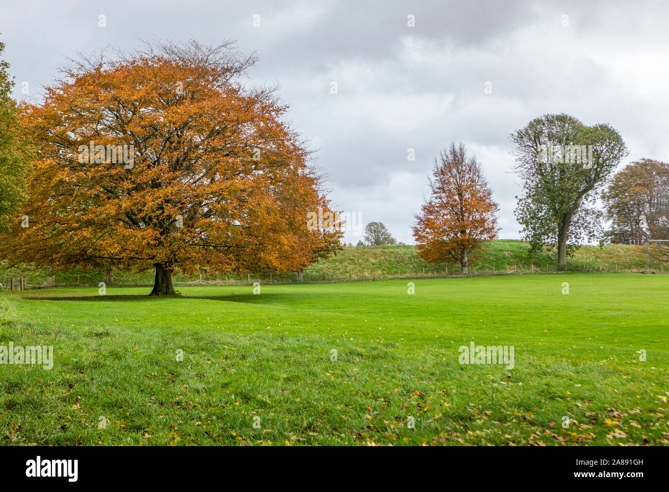 Avebury tree hi-res stock photography and images - Alamy