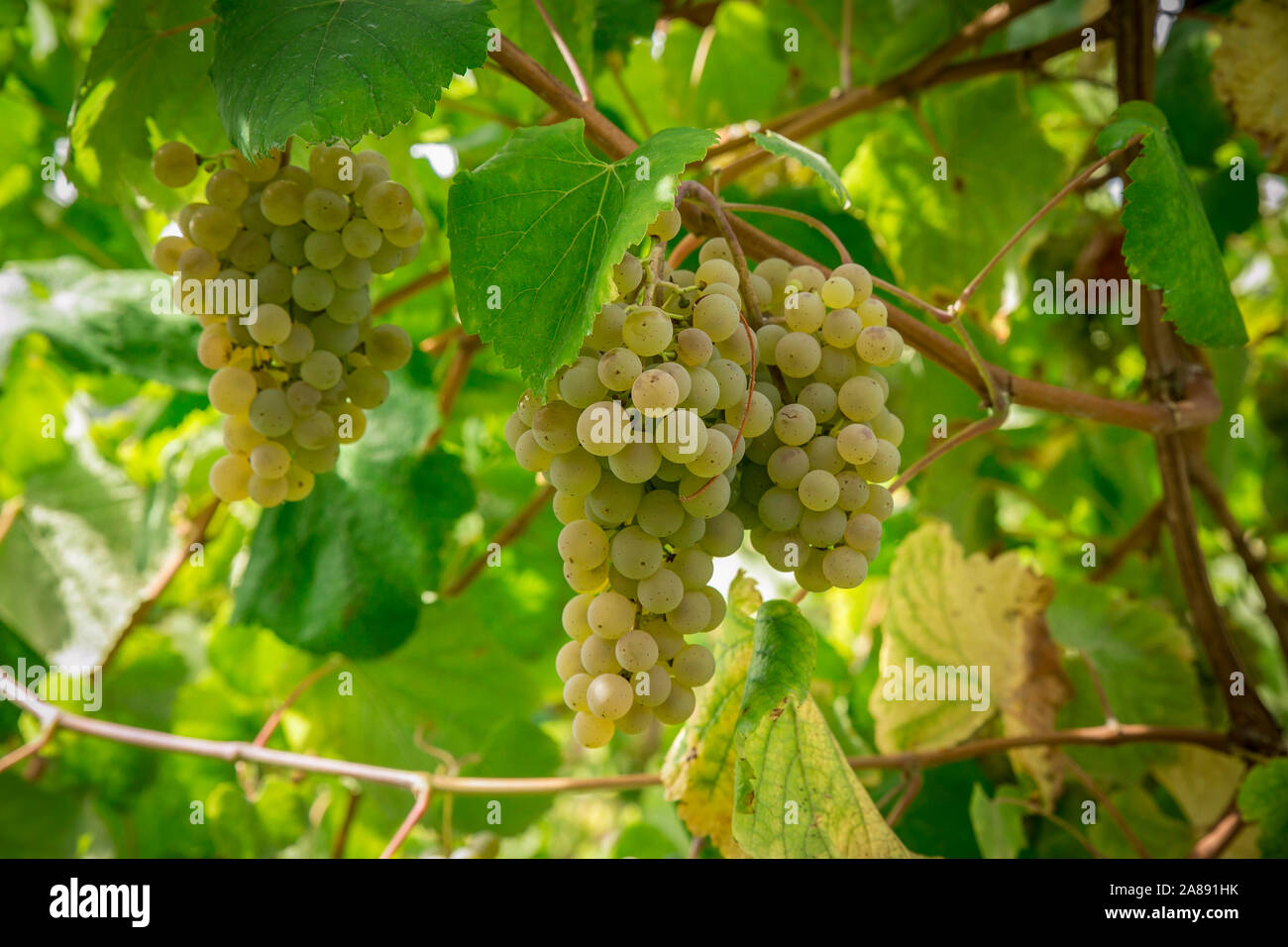 Yellow grapes hi-res stock photography and images - Alamy