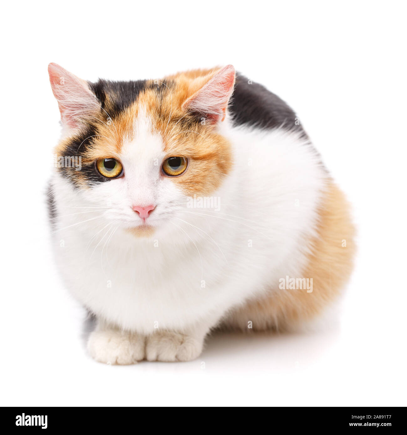 Portrait of a homeless cat. Cat without breed. The unfortunate cat ...