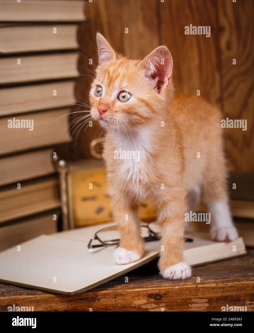 Kitten walking on an open book Stock Photo - Alamy