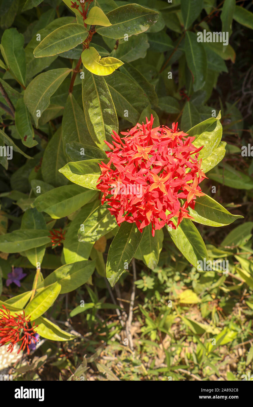 Red Rubiaceae flower, Ixora coccinea is a species of flowering plant in ...