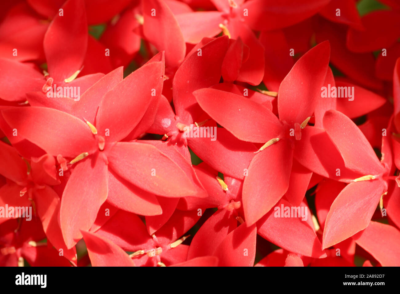 Close up red Rubiaceae flowers. Red Ixora flower in garden at Bali in ...