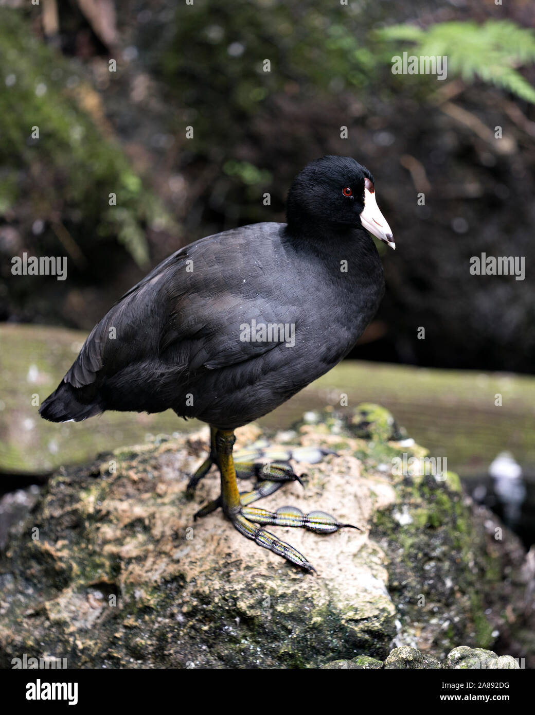 American sea duck hi-res stock photography and images - Alamy
