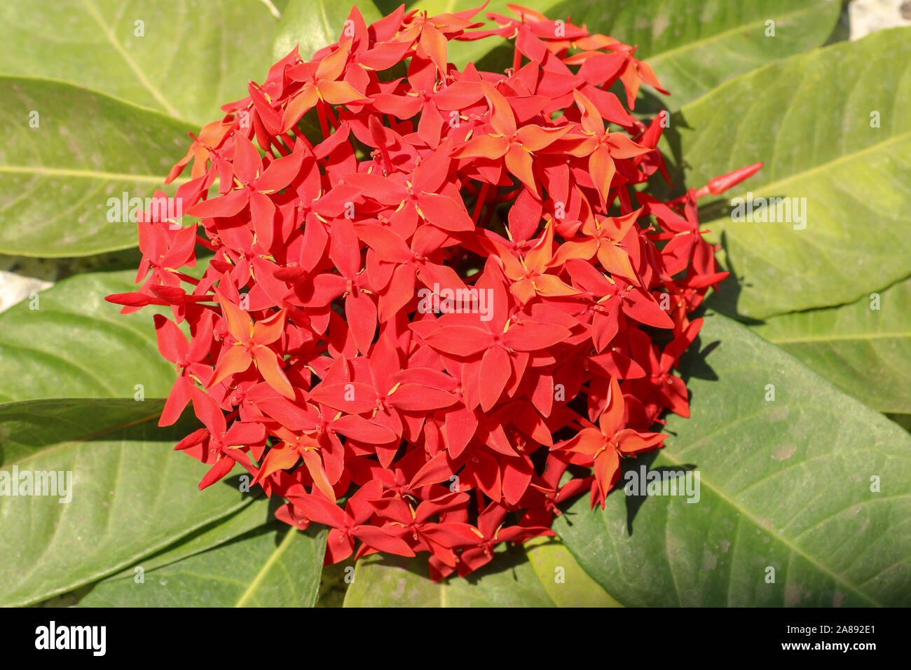 Rubiaceae Family High Resolution Stock Photography and Images - Alamy