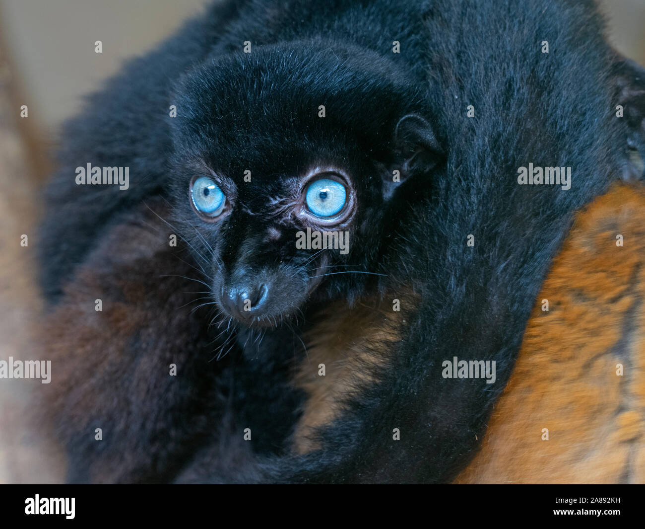 male Blue-eyed black lemur Eulemur flavifrons also known as the Sclater ...