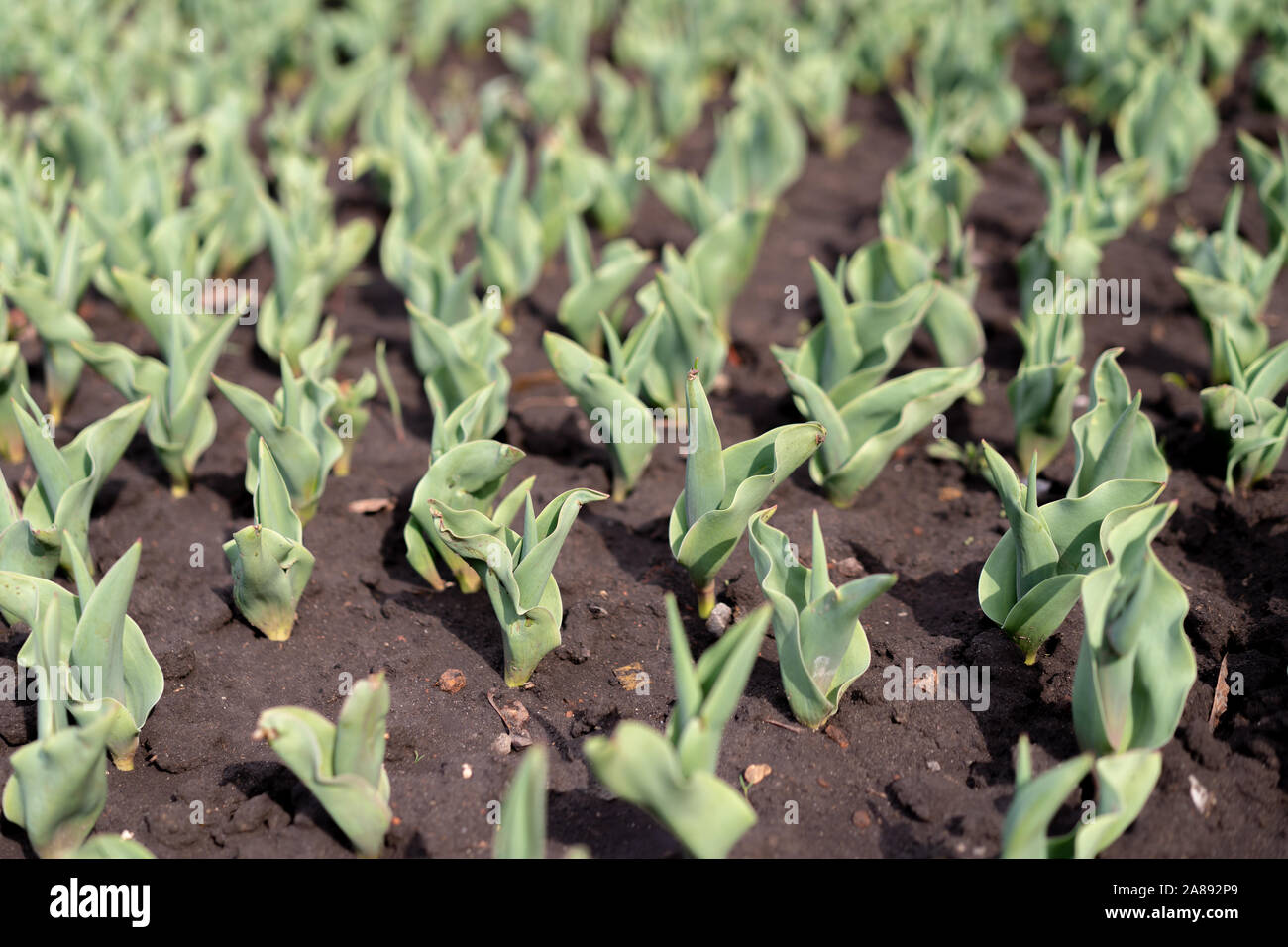 How to Grow Tulips. Early sprouts of tulips in a row in the park on a ...
