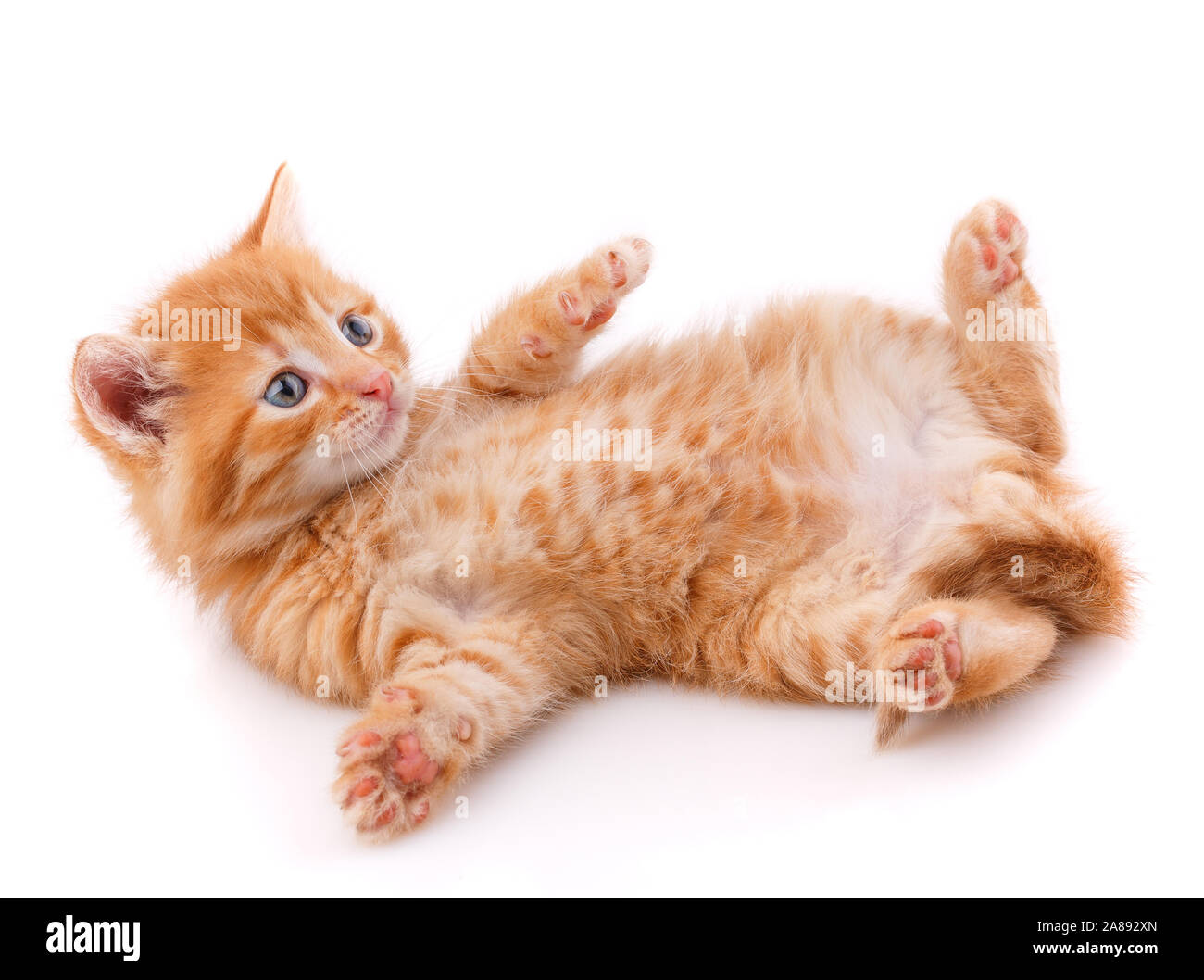 Fluffy red cat isolated on white background Stock Photo - Alamy