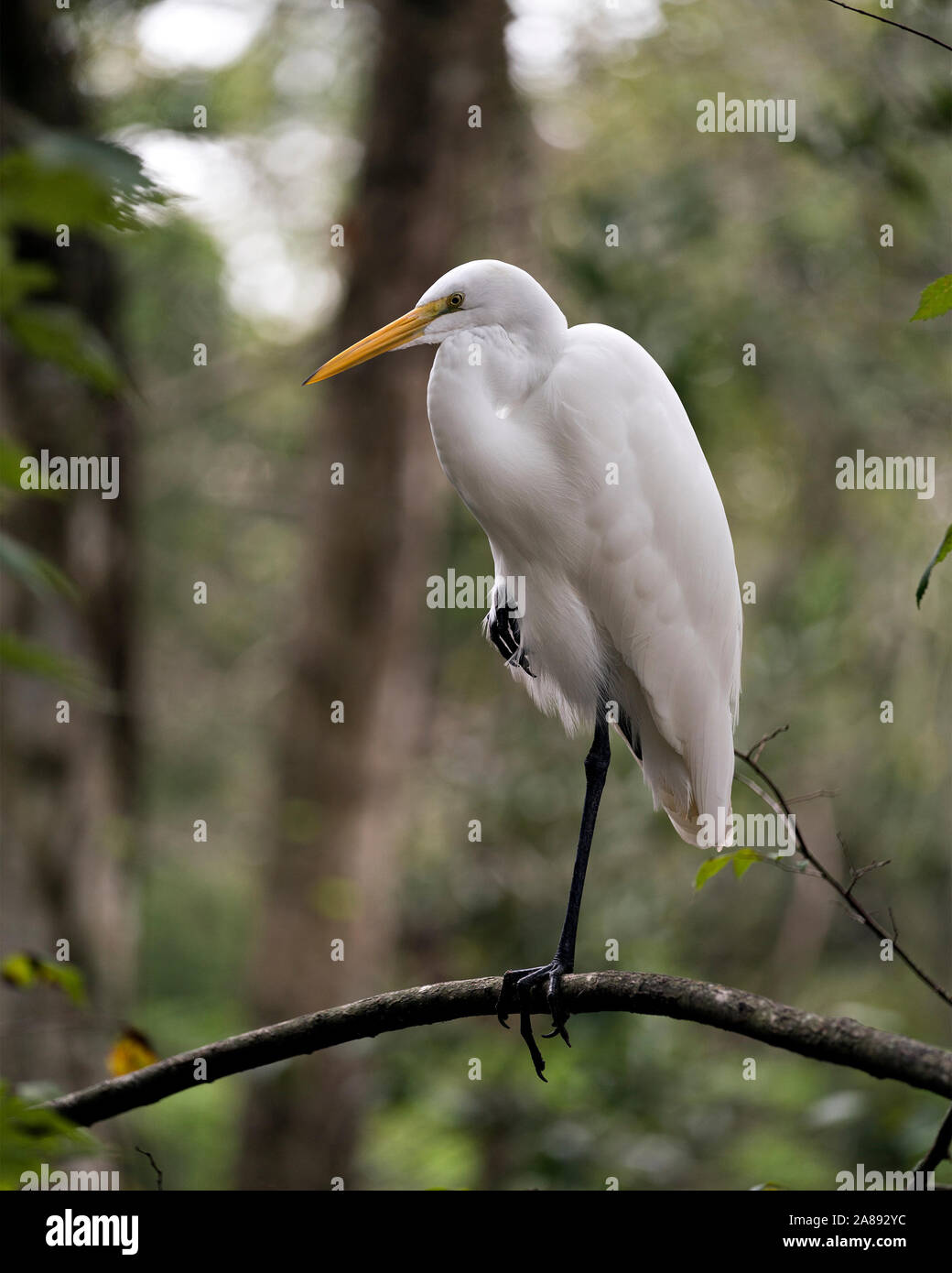 Great White Egret close-up view perched exposing its body, head, beak ...