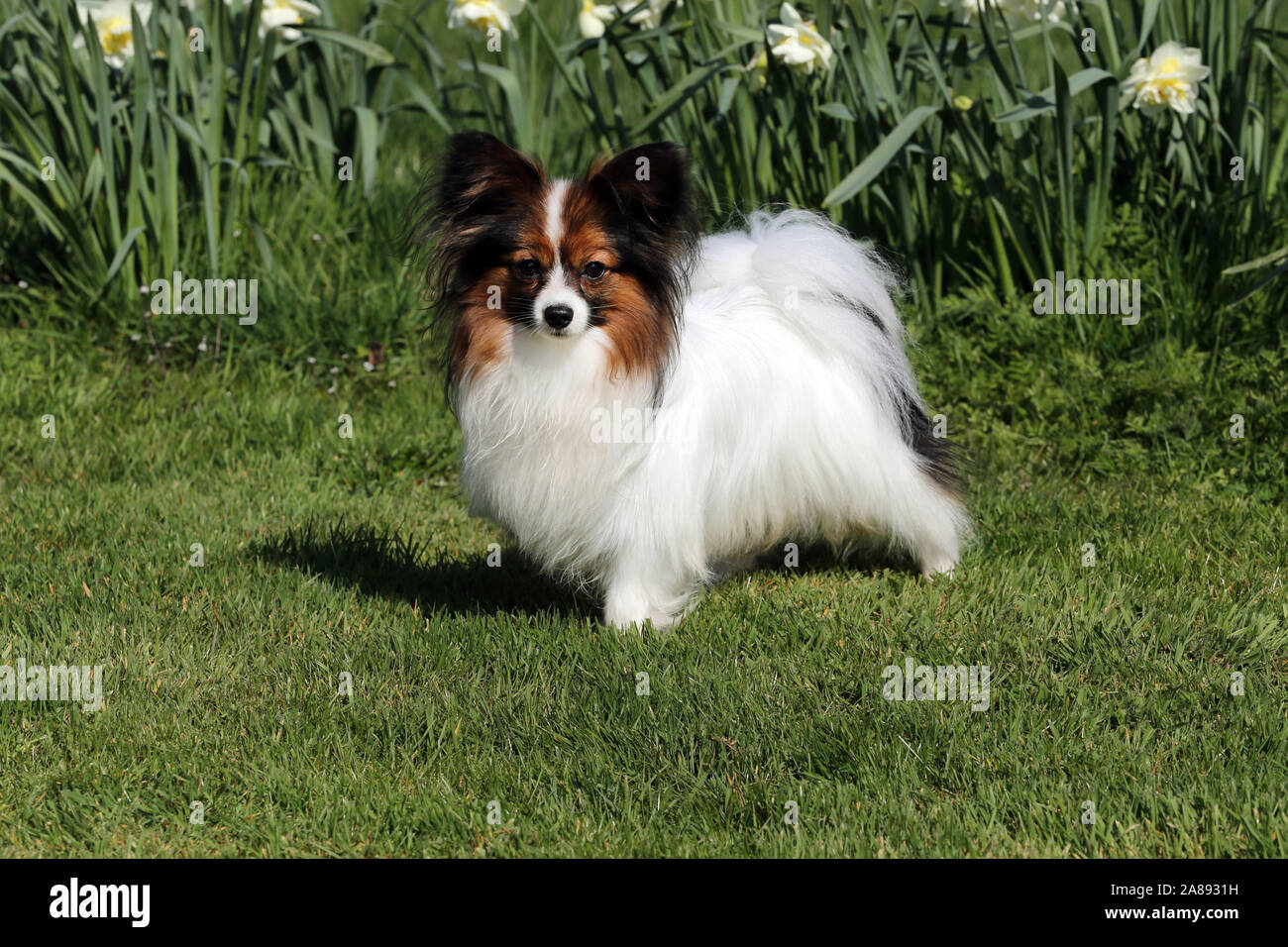 Papillon dog licking hi-res stock photography and images - Alamy