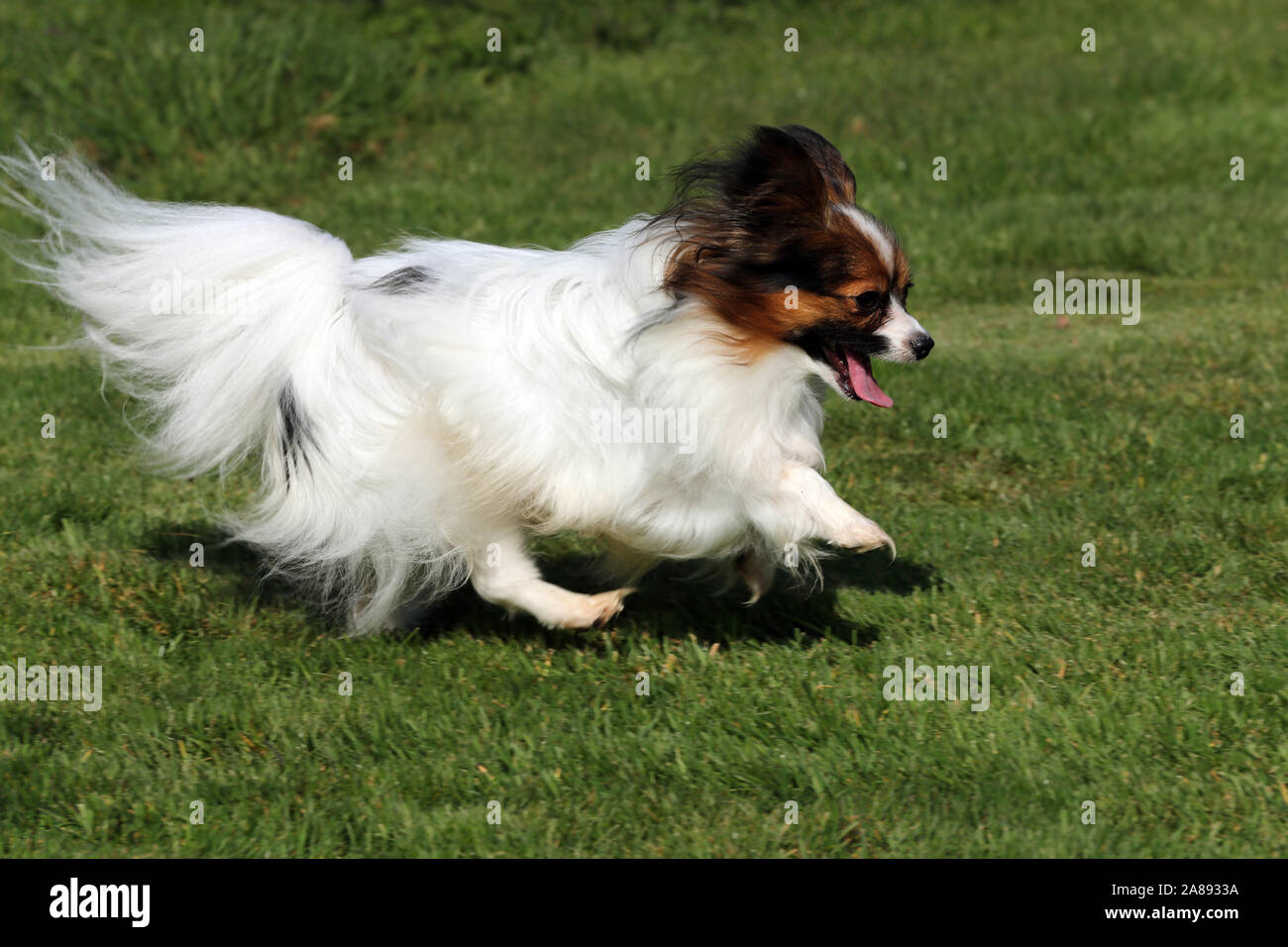 Papillon dog licking hi-res stock photography and images - Alamy