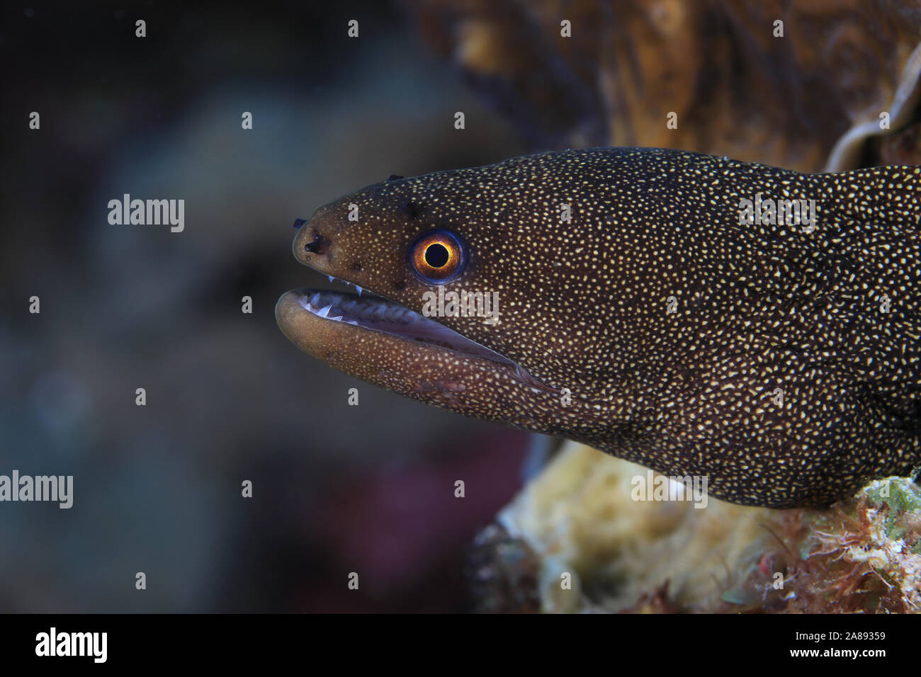 Goldentail moray eel (Gymnothorax miliaris) underwater in the caribbean ...