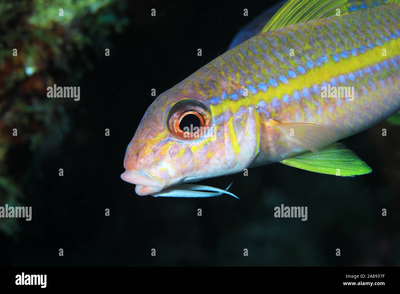 Yellow goatfish hi-res stock photography and images - Alamy