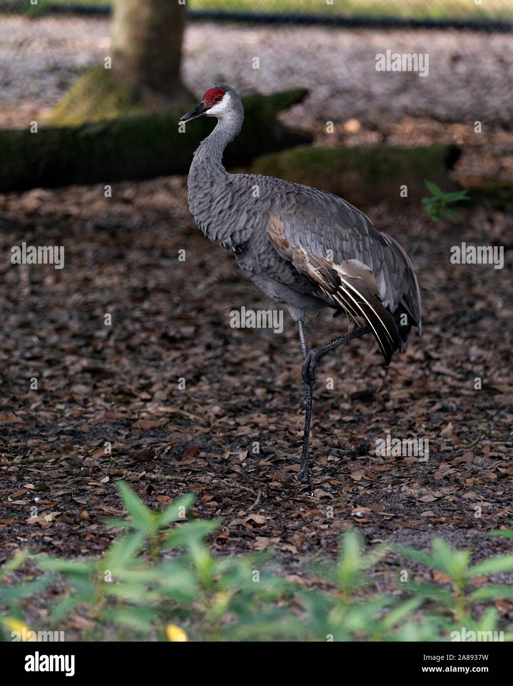 Sandhill Crane bird standing tall with a nice foliage background ...