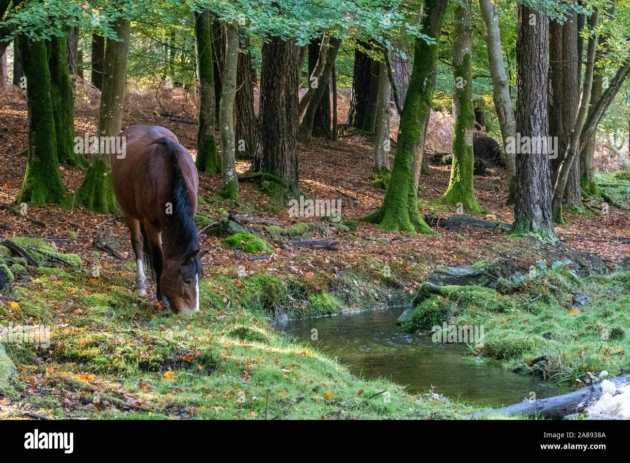 The New Forest pony is one of the recognised mountain and moorland or ...