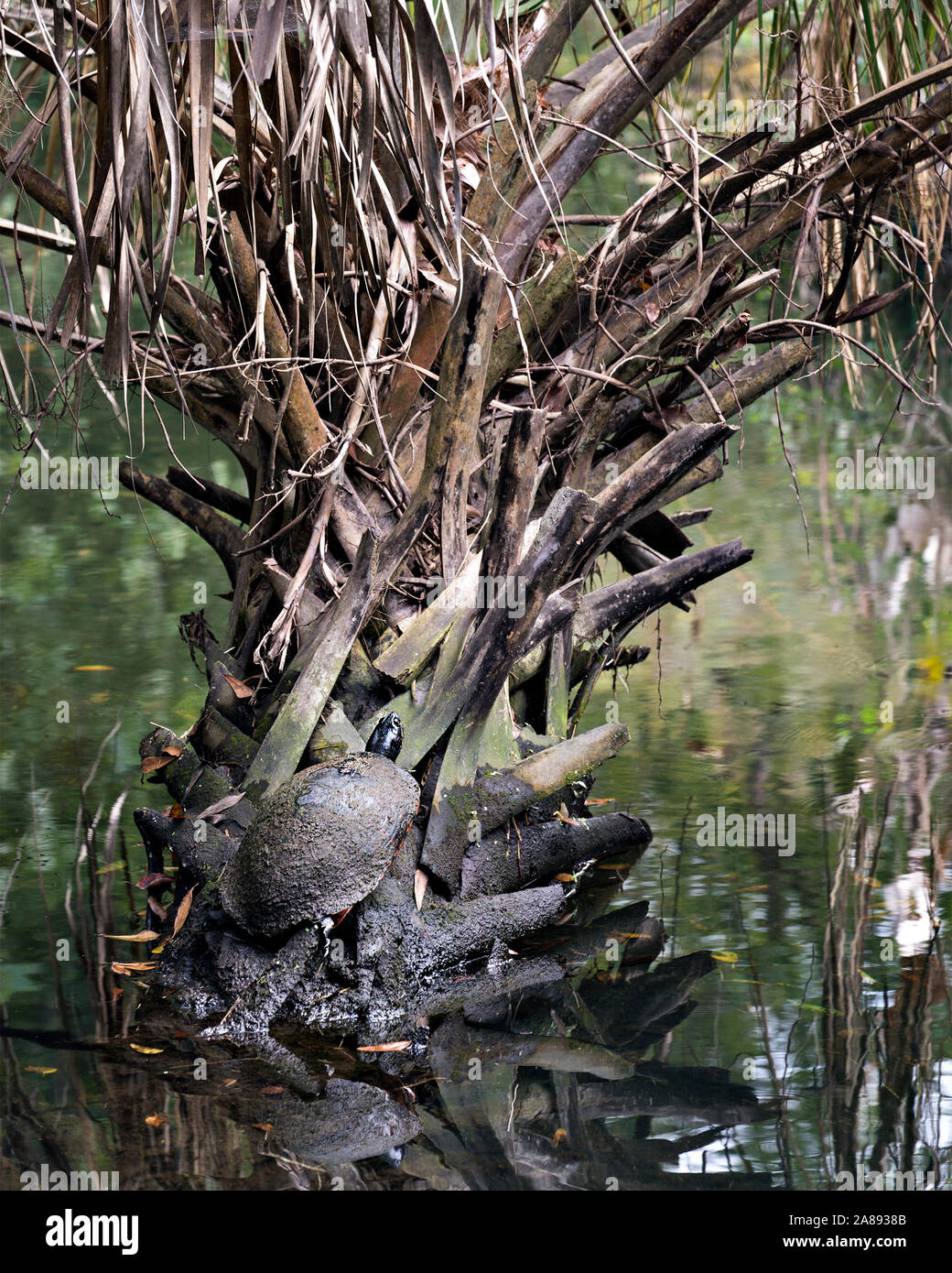 Turtle Redbelly at the bottom of a palm tree by the water exposing its ...
