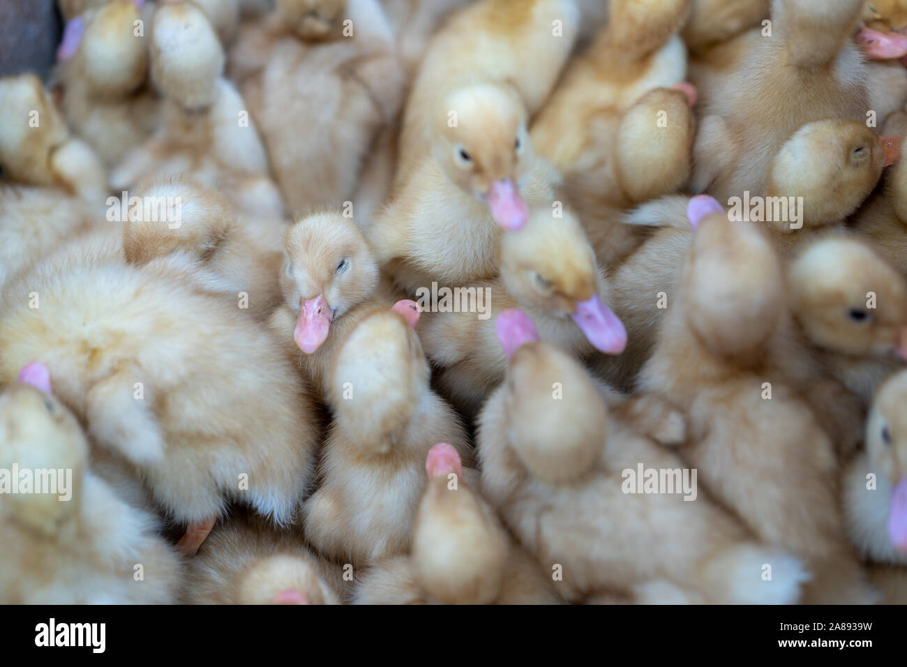 Little ducklings. Many children duck at the poultry farm close up Stock ...
