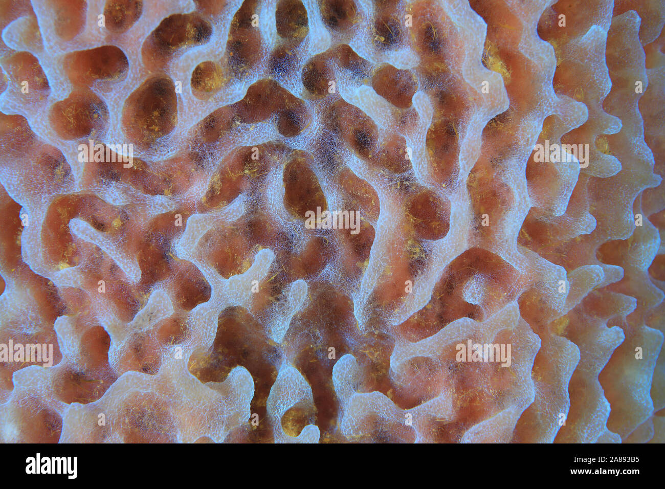 Structure of the porifera hi-res stock photography and images - Alamy