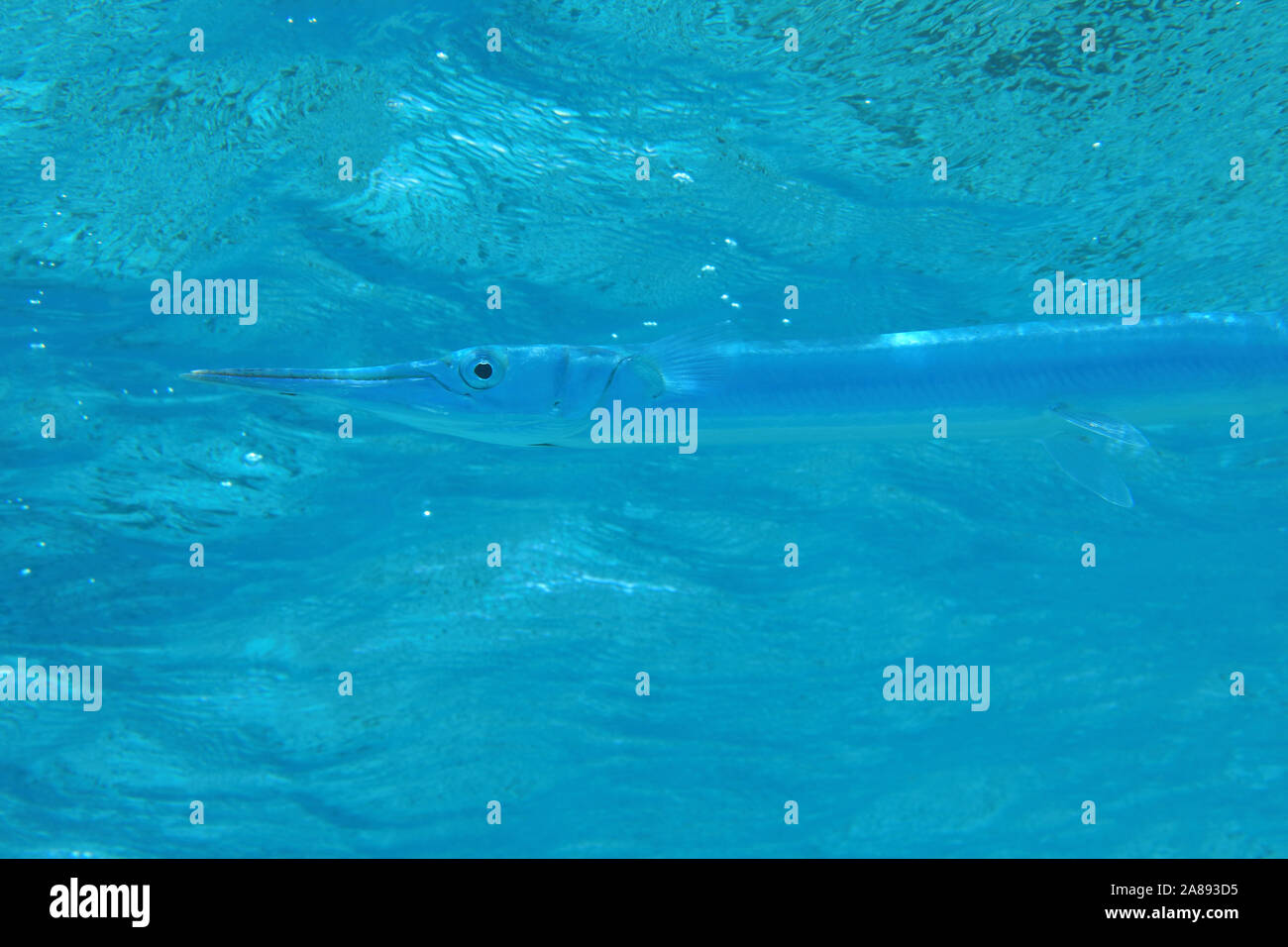 Hound needlefish (Tylosurus crocodilus crocodilus) underwater in the ...