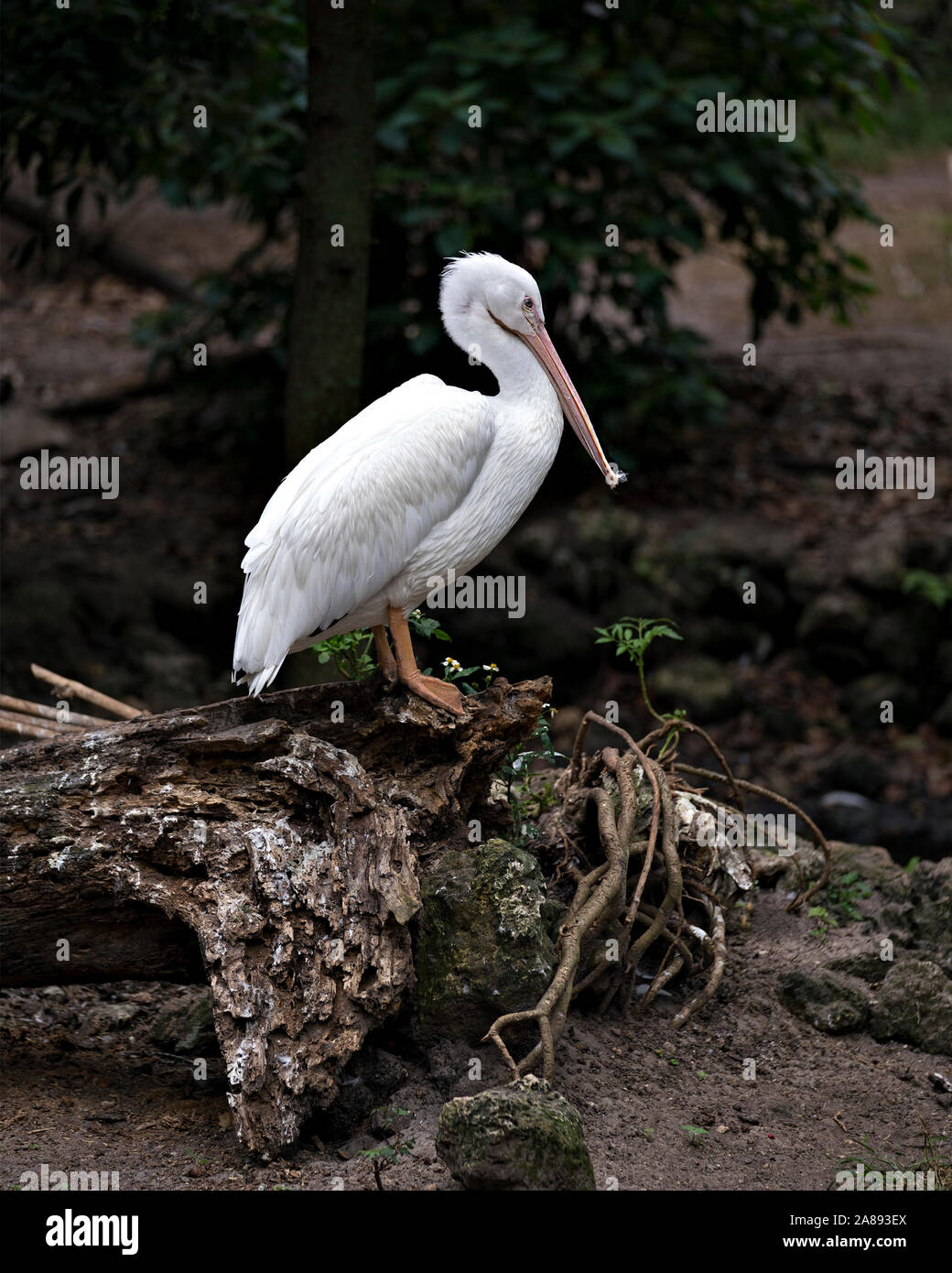Pelican in focus hi-res stock photography and images - Alamy
