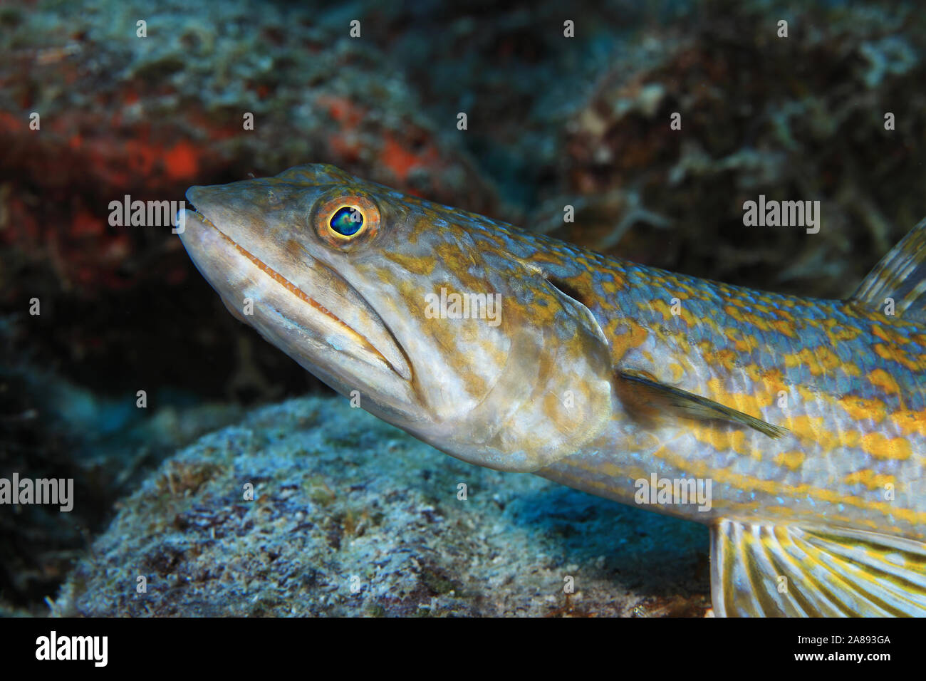 Sand diver lizardfish (Synodus intermedius) underwater in the Caribbean ...