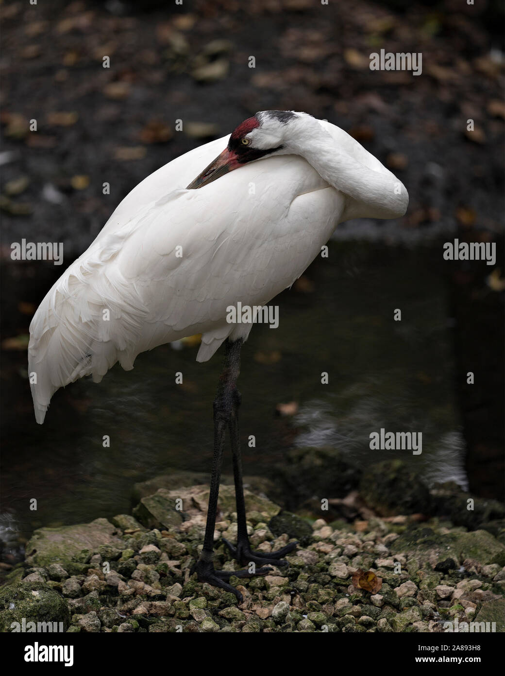 Whopping crane bird image hi-res stock photography and images - Alamy