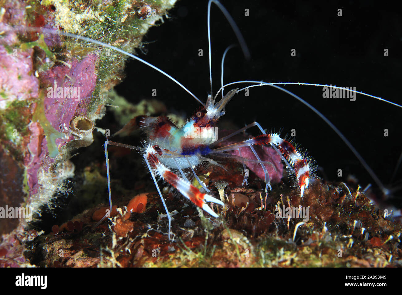 Banded coral shrimp (Stenopus hispidus) with eggs underwater in the ...
