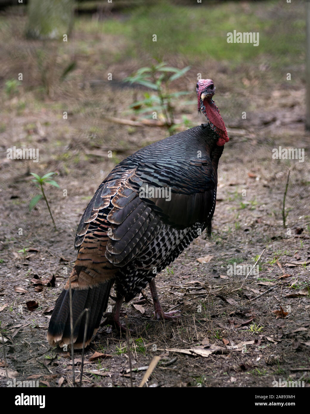 Wild turkey in its environment and surrounding exposing its body, head ...