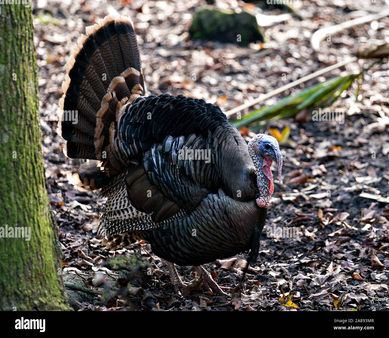 Wild turkey enjoying its environment and surrounding exposing its body ...