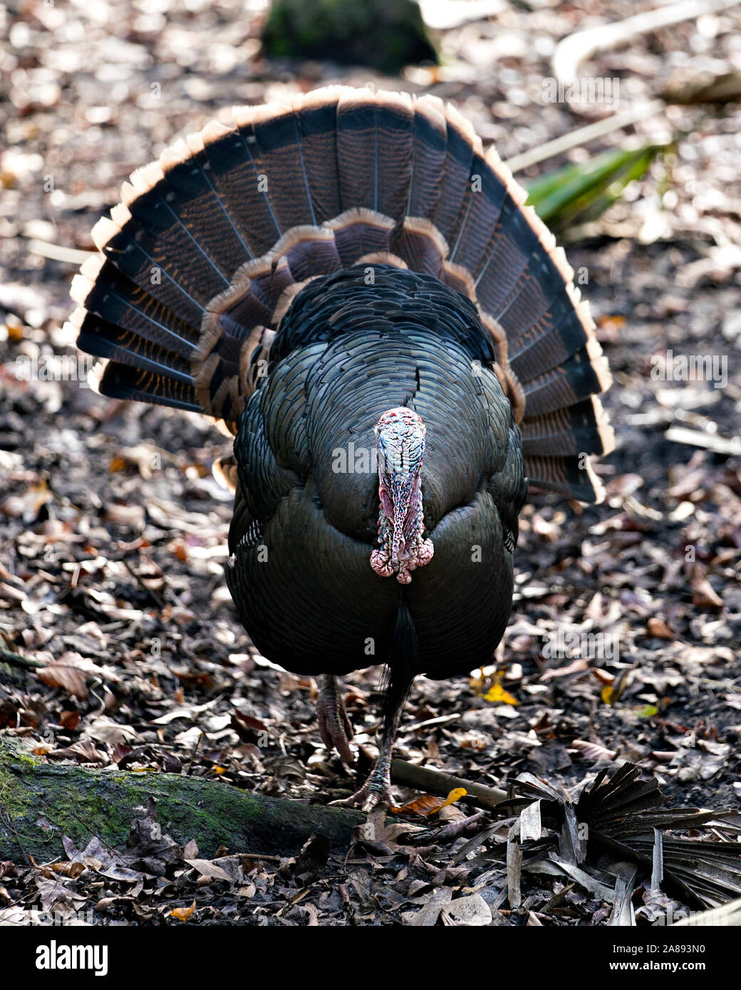 Wild turkey enjoying its environment and surrounding exposing its body ...