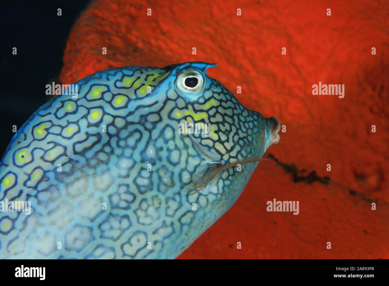 Honeycomb cowfish (Acanthostraction polygonius) underwater in the ...