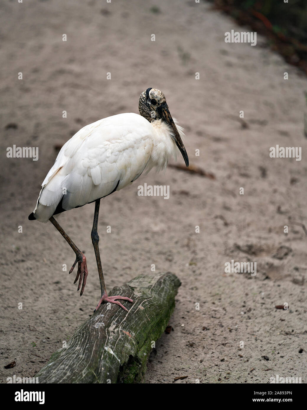 Wood stork bird standing on a log and exposing its body, head, eye ...