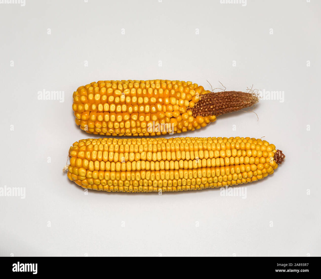 Isolated closeup comparing healthy corn ear and deformed underdeveloped ... Isolated closeup comparing healthy corn ear and deformed underdeveloped ...